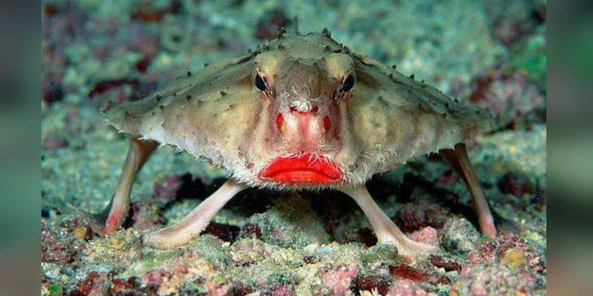 The Red-Lipped Batfish Always Looks Like He's Wearing Lipstick - The Dodo