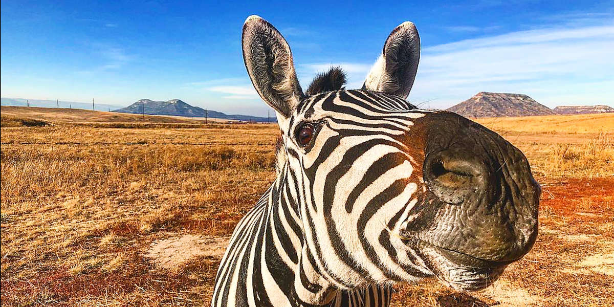 Rescued Zebra Is The Best Babysitter - Videos - The Dodo