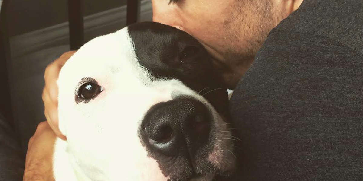 Rescue Pit Bull Loves His Tiny Foster Sister - Videos - The Dodo