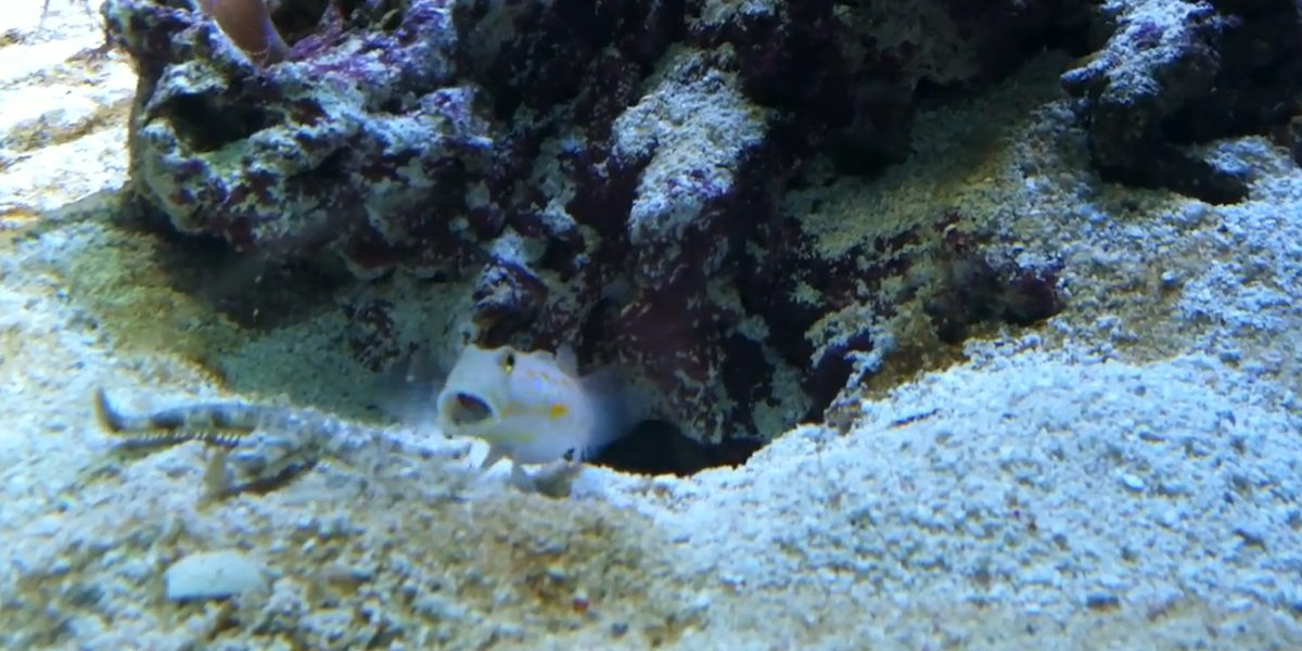 Fish Says No To Disruptive Starfish - Videos - The Dodo