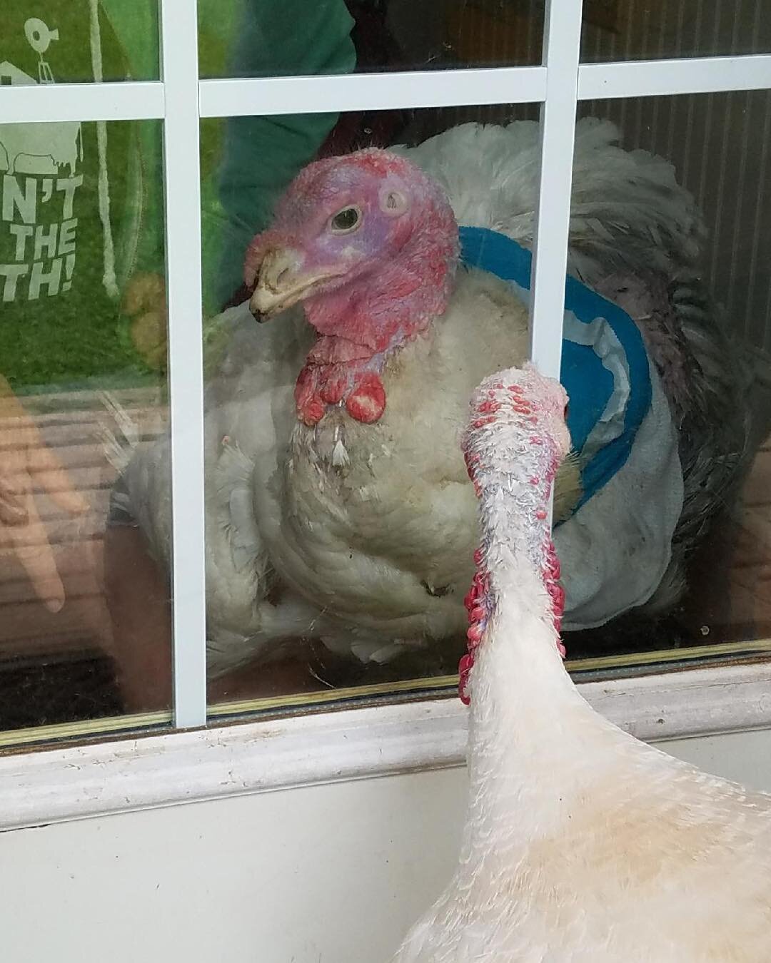 Injured Turkey Finds Love After Falling Off Slaughterhouse Truck - The Dodo