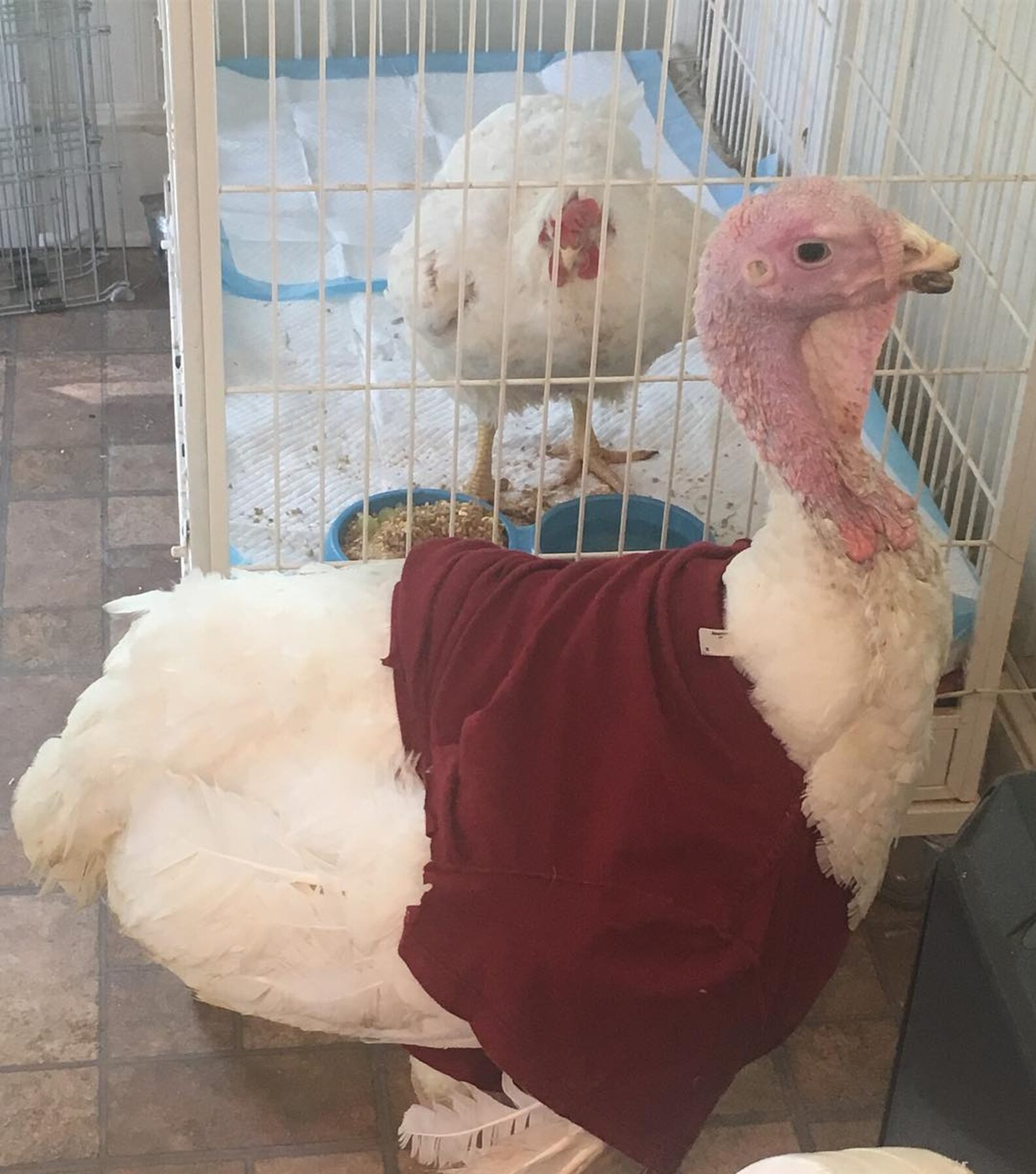 Injured Turkey Finds Love After Falling Off Slaughterhouse Truck - The Dodo