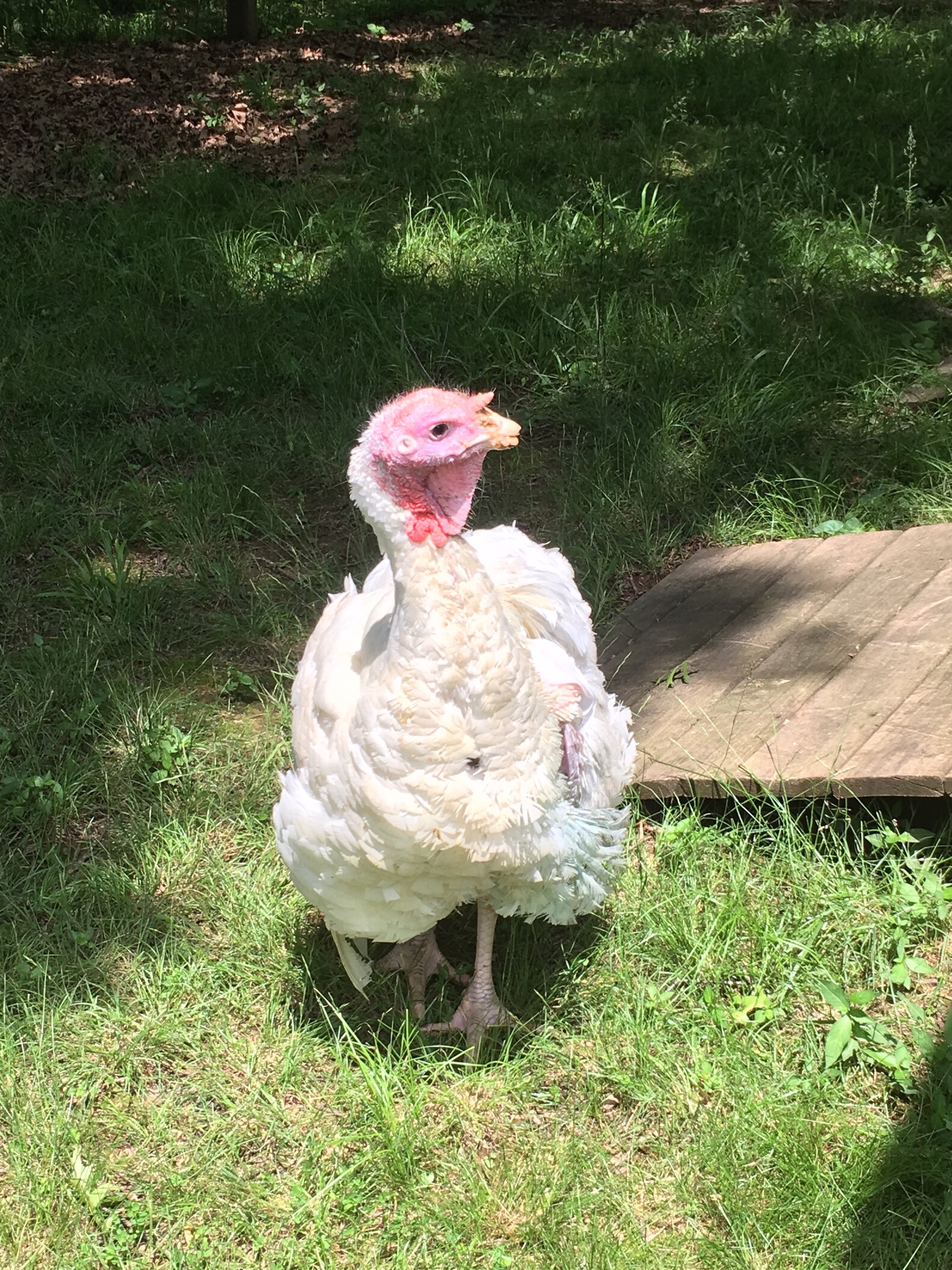 Injured Turkey Finds Love After Falling Off Slaughterhouse Truck - The Dodo