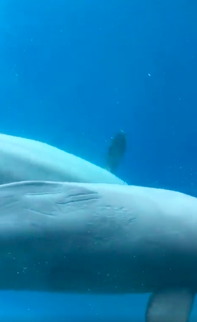 Stressed Beluga Whale Throws Up At Canadian Marine Park - The Dodo