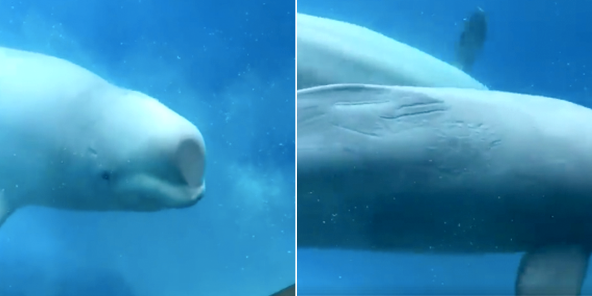 Stressed Beluga Whale Throws Up At Canadian Marine Park - The Dodo