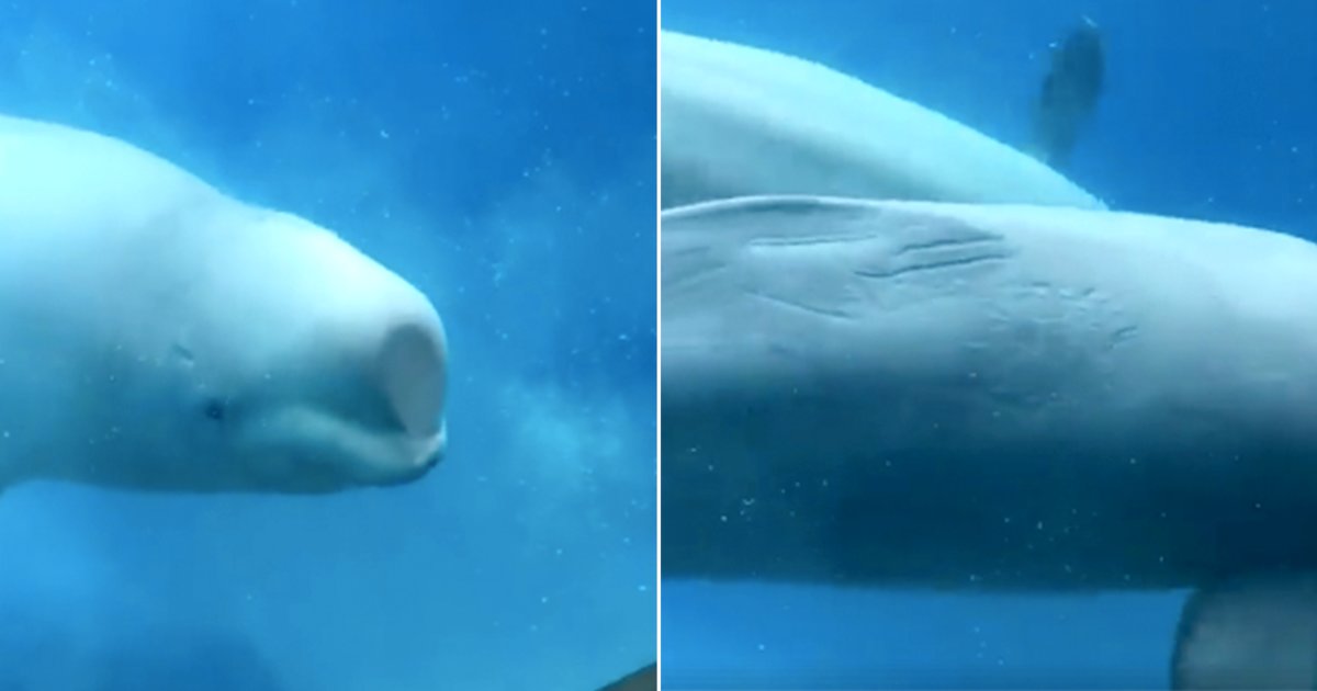 Stressed Beluga Whale Throws Up At Canadian Marine Park - The Dodo