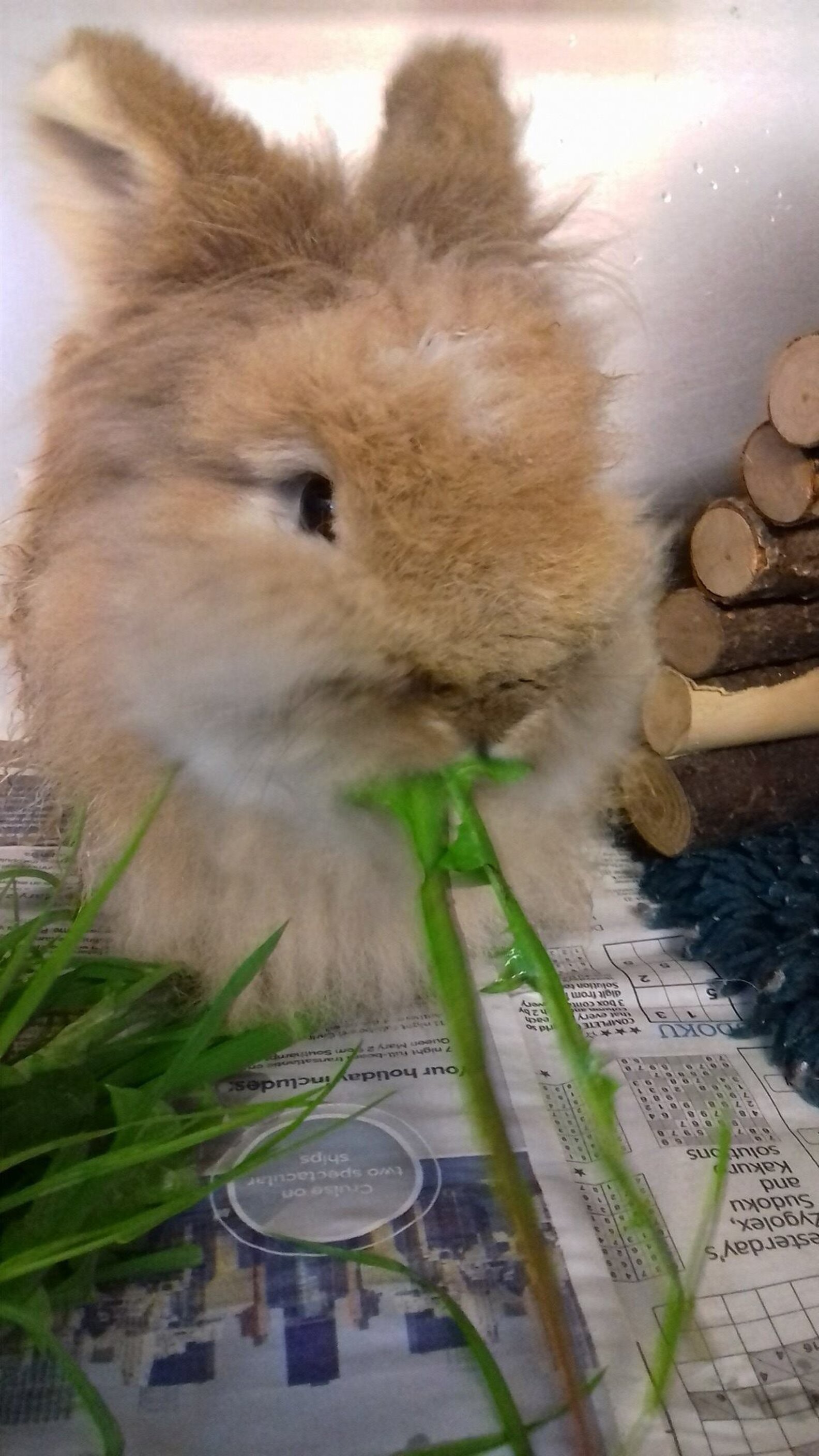 Neglected Rabbit’s Teeth Were So Long She Couldn’t Even Eat - The Dodo