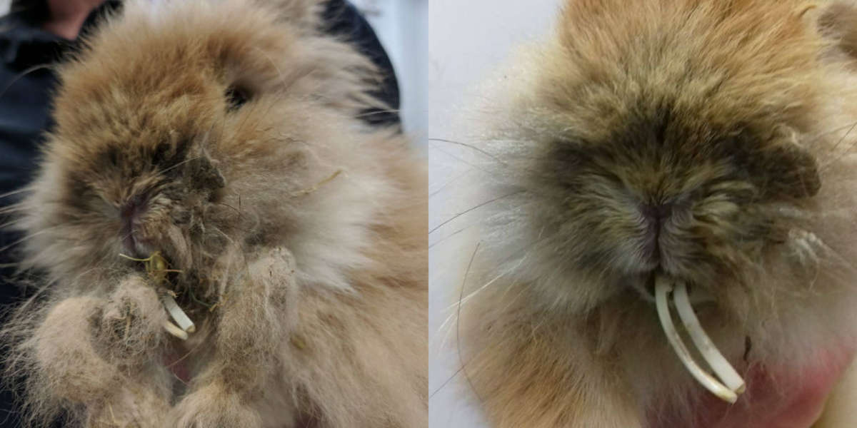 Neglected Rabbit’s Teeth Were So Long She Couldn’t Even Eat - The Dodo