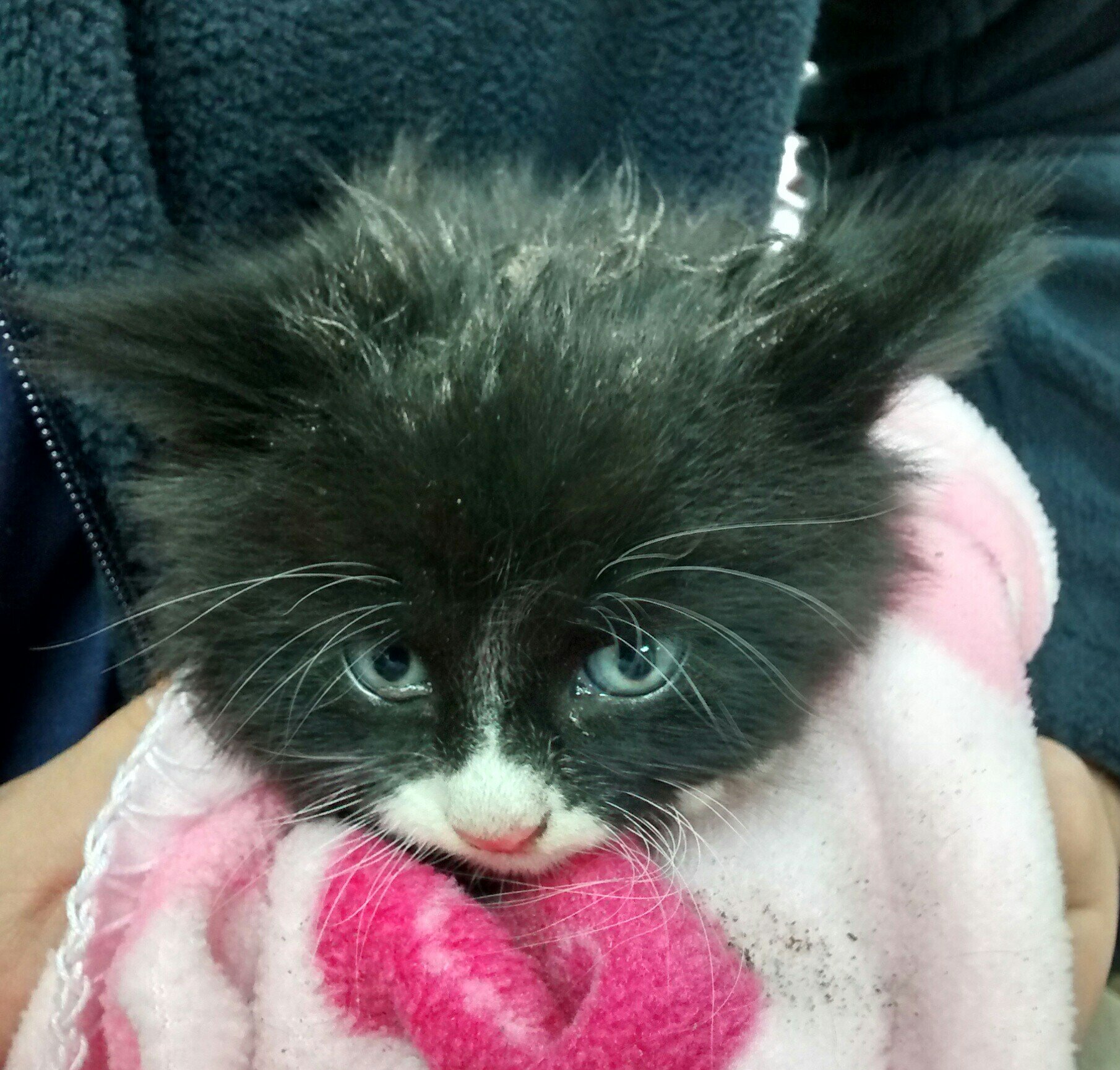 Kitten Falls Off Pub Roof And Gets Stuck Between Two Buildings - The Dodo