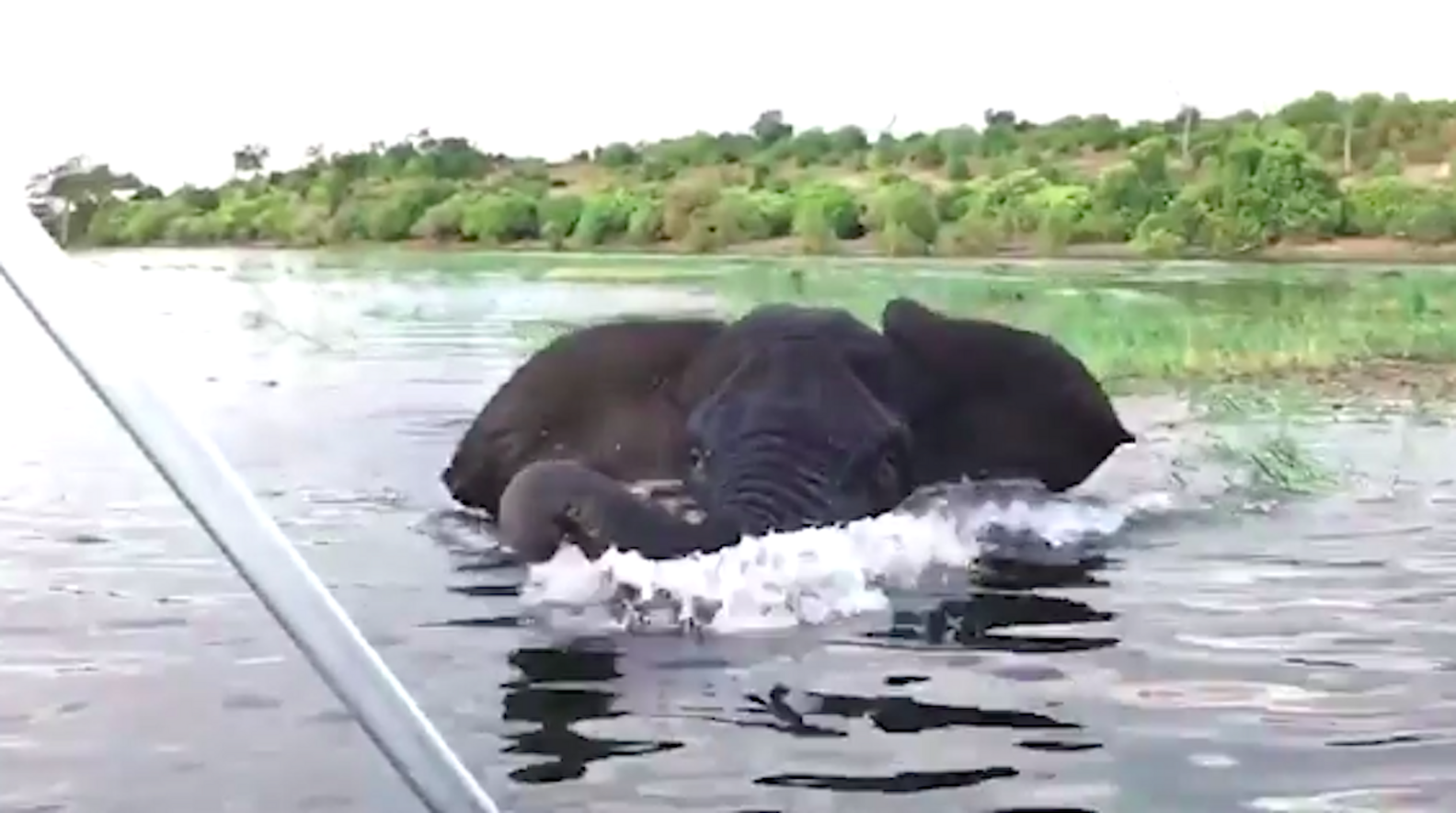 Swimming Elephant Charges Boat Of Tourists On African Safari - The Dodo