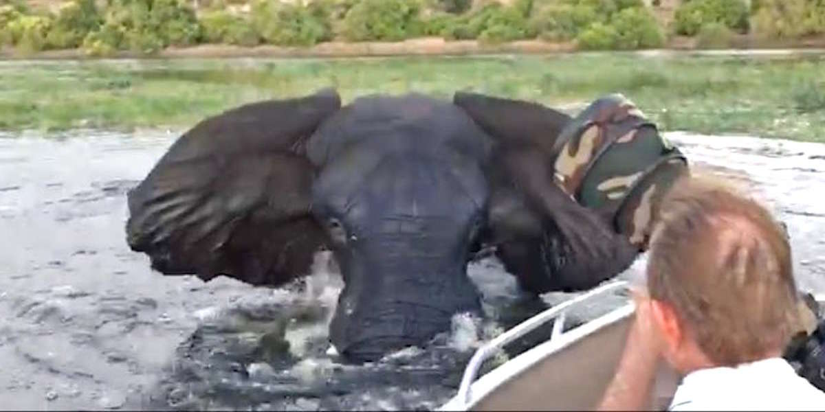 Swimming Elephant Charges Boat Of Tourists On African Safari - The Dodo