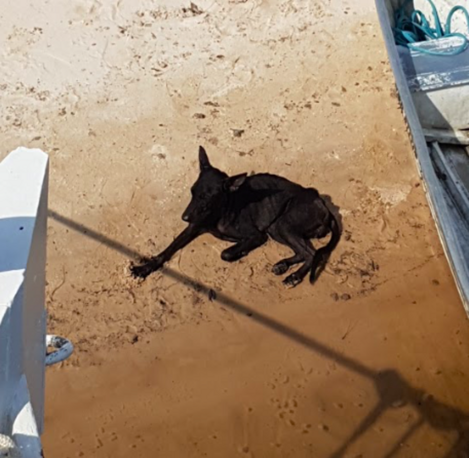 Dog Stranded On Island Begs Men On Boat To Save Her - The Dodo