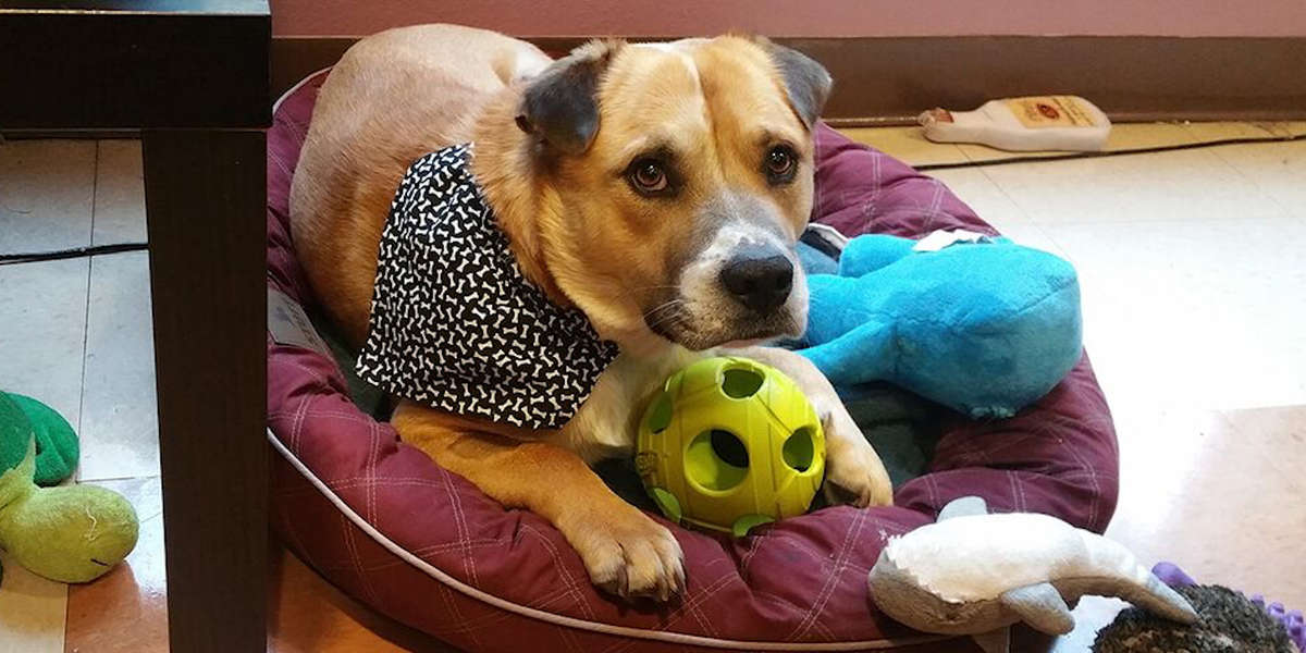 Dog Who Lost His Leg Makes His New Family So Happy - Videos - The Dodo
