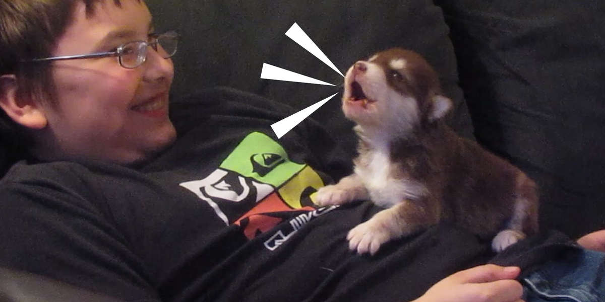 Baby Husky Learns How To Howl - Videos - The Dodo