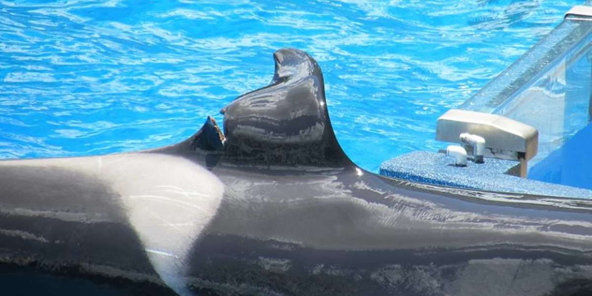 SeaWorld Orca Who Injured Dorsal Fin Likely Has Permanent Damage - The Dodo
