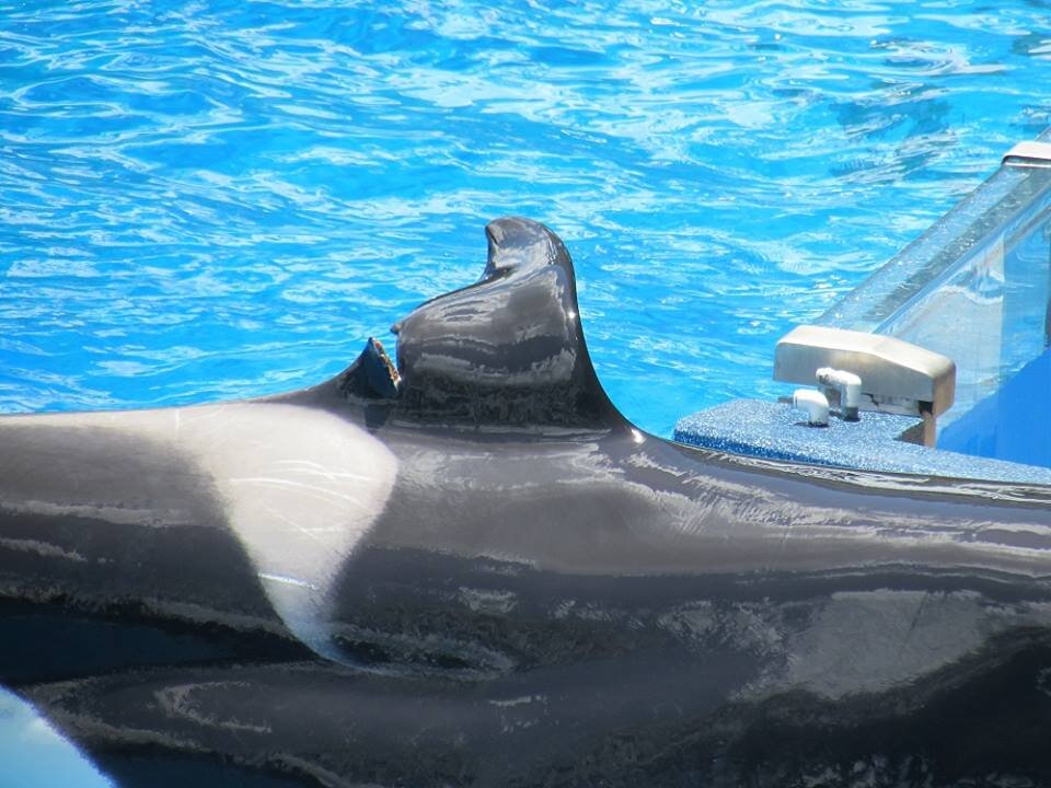 Orcas In Captivity Dorsal Fin