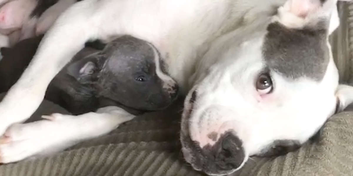 Family Drives Across The Country To Adopt This Mama Pit Bull - Videos ...