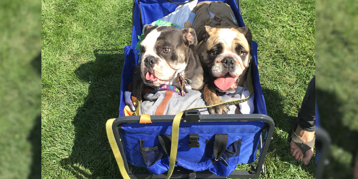 Special Needs Bulldog Is The Leader Of Her Pack - Videos - The Dodo