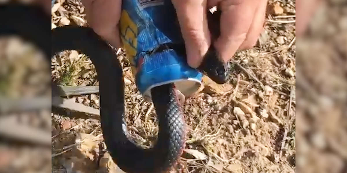 Snake Stuck In A Can Is So Lucky This Couple Came Along - Videos - The Dodo
