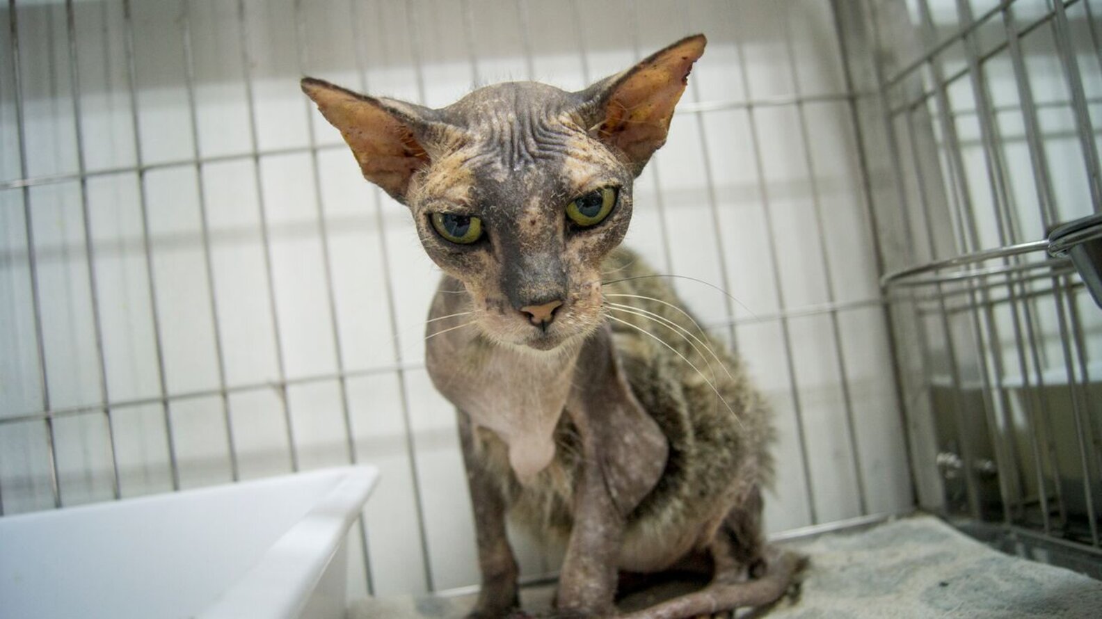 Woman Rescues Sick Cat From Flooded Rice Field - The Dodo