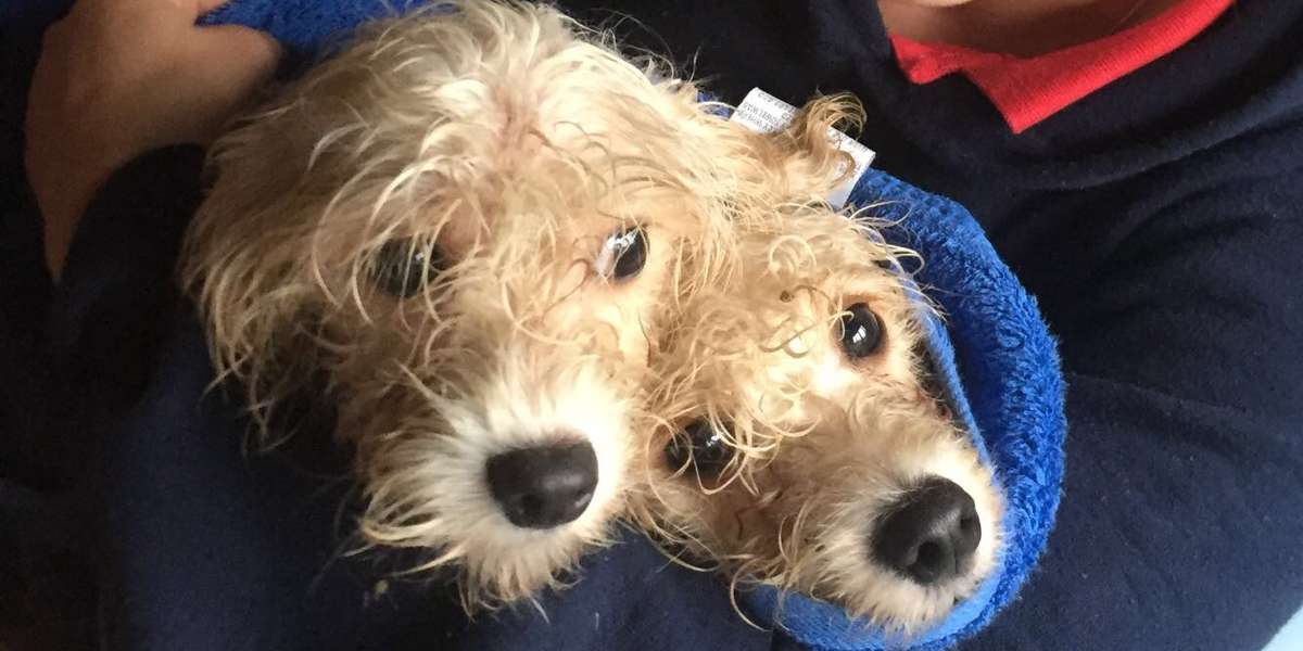 Six Puppies Abandoned In A Field After Breeder Couldn’t Sell Them - The ...