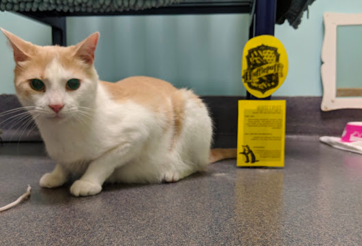 Teen Reads ‘Harry Potter’ Books To Blind Shelter Cat Every Day - The Dodo