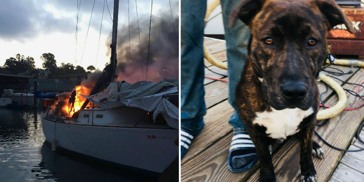 California Police Officer Saves Dog From Burning Sailboat - The Dodo