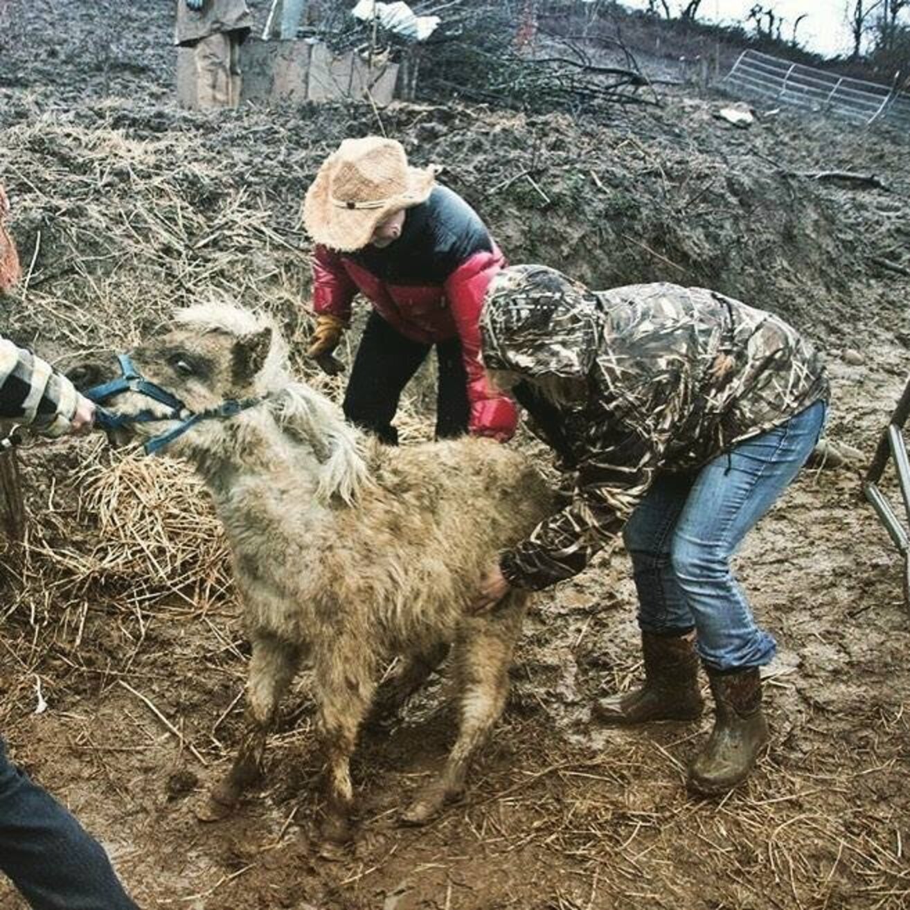 Mini Horse Found Locked In Rusty Trailer Has Best Life Now - The Dodo