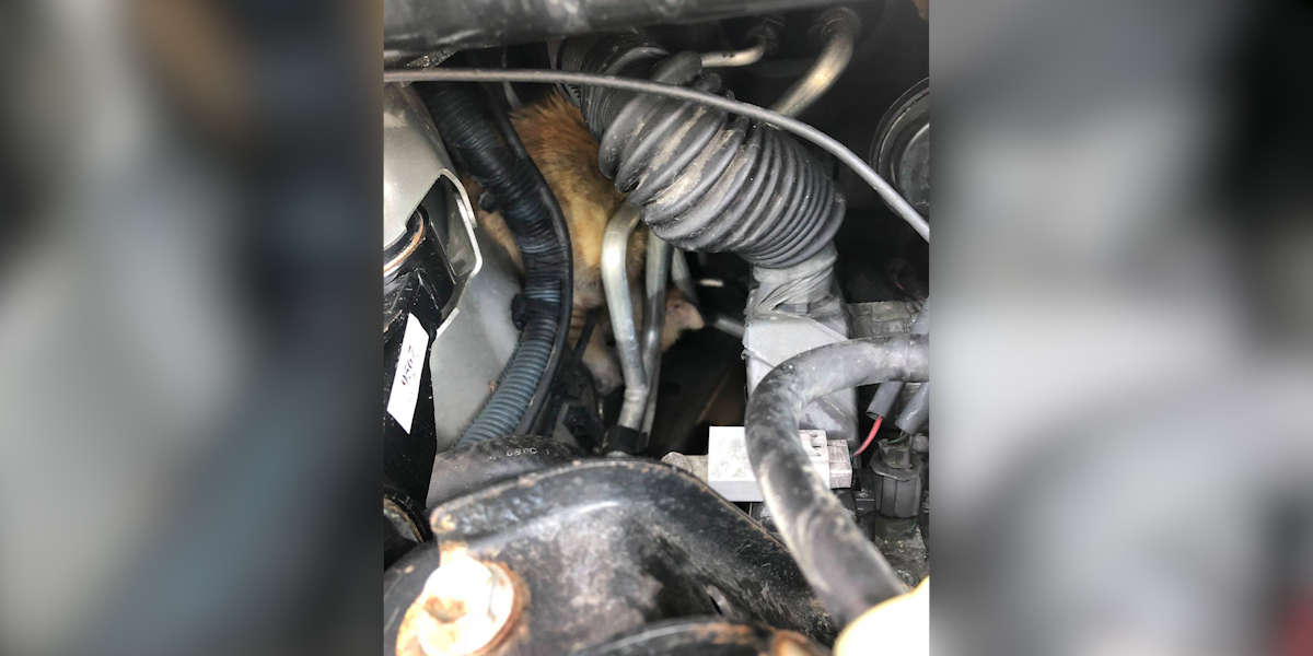 Tiny Kitten Is Driven 12 Miles Trapped Inside Car Engine - The Dodo