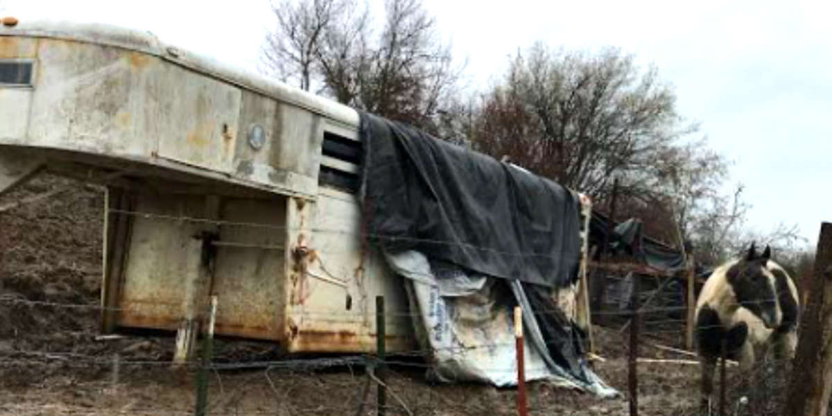 Mini Horse Found Locked In Rusty Trailer Has Best Life Now - The Dodo
