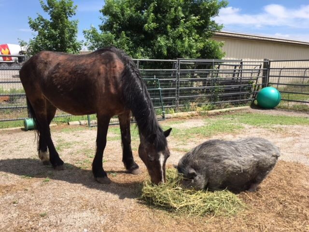 60 Starving Ponies With Overgrown Hooves Discovered At Iowa Farm - The Dodo