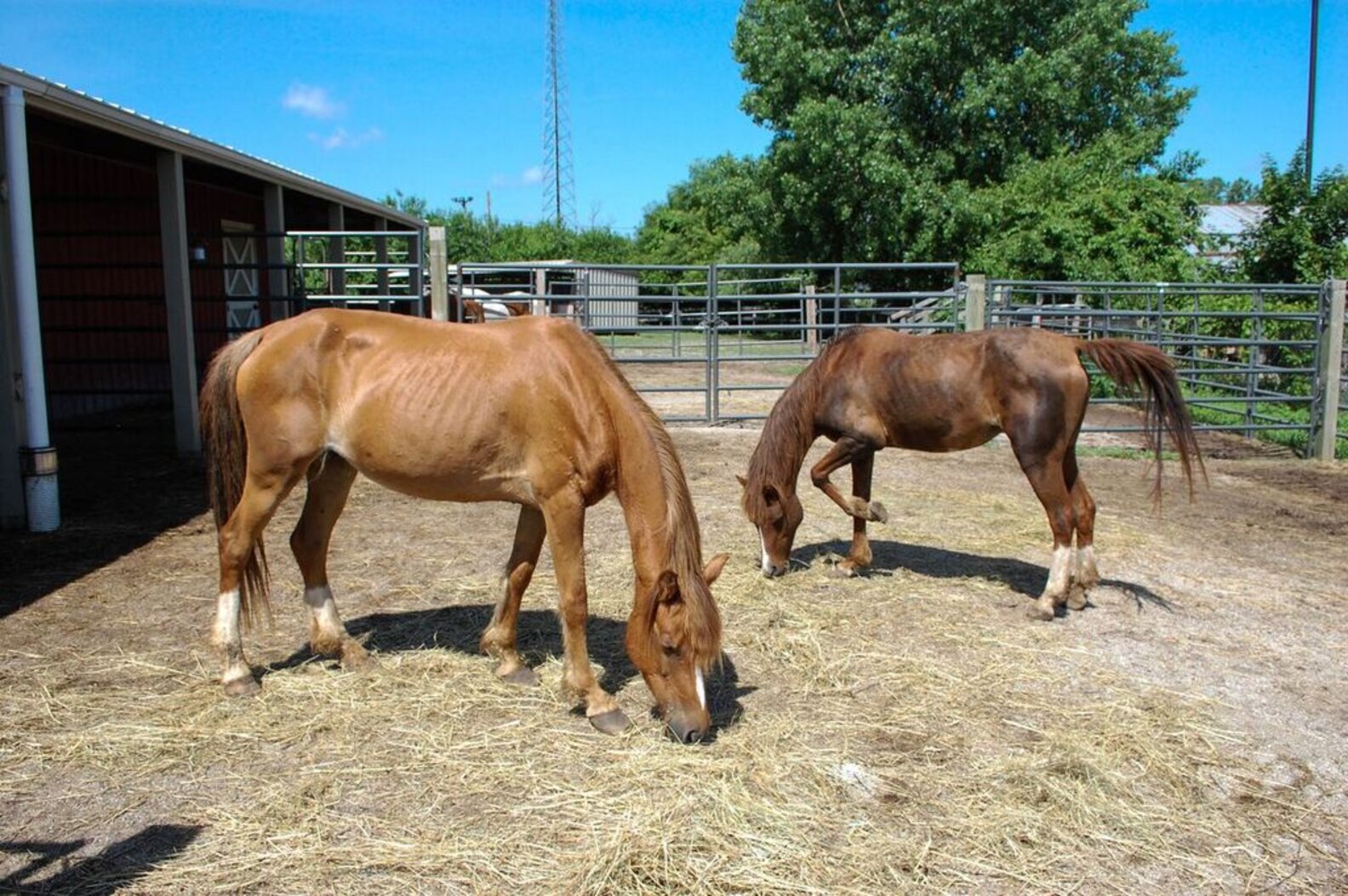 60 Starving Ponies With Overgrown Hooves Discovered At Iowa Farm - The Dodo