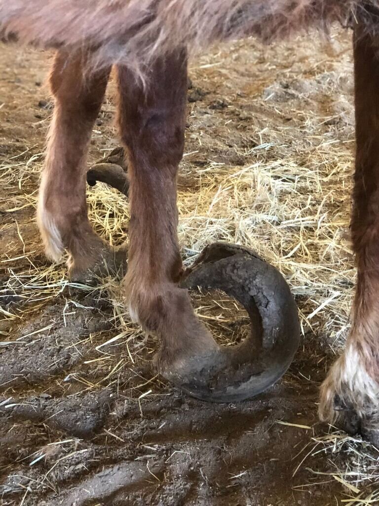 60 Starving Ponies With Overgrown Hooves Discovered At Iowa Farm - The Dodo