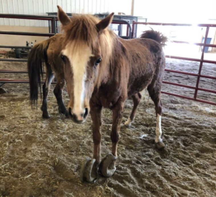 60 Starving Ponies With Overgrown Hooves Discovered At Iowa Farm - The Dodo