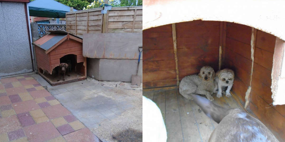 Rescuers Find Dogs Living On Puppy Farm In Terrible Conditions - The Dodo