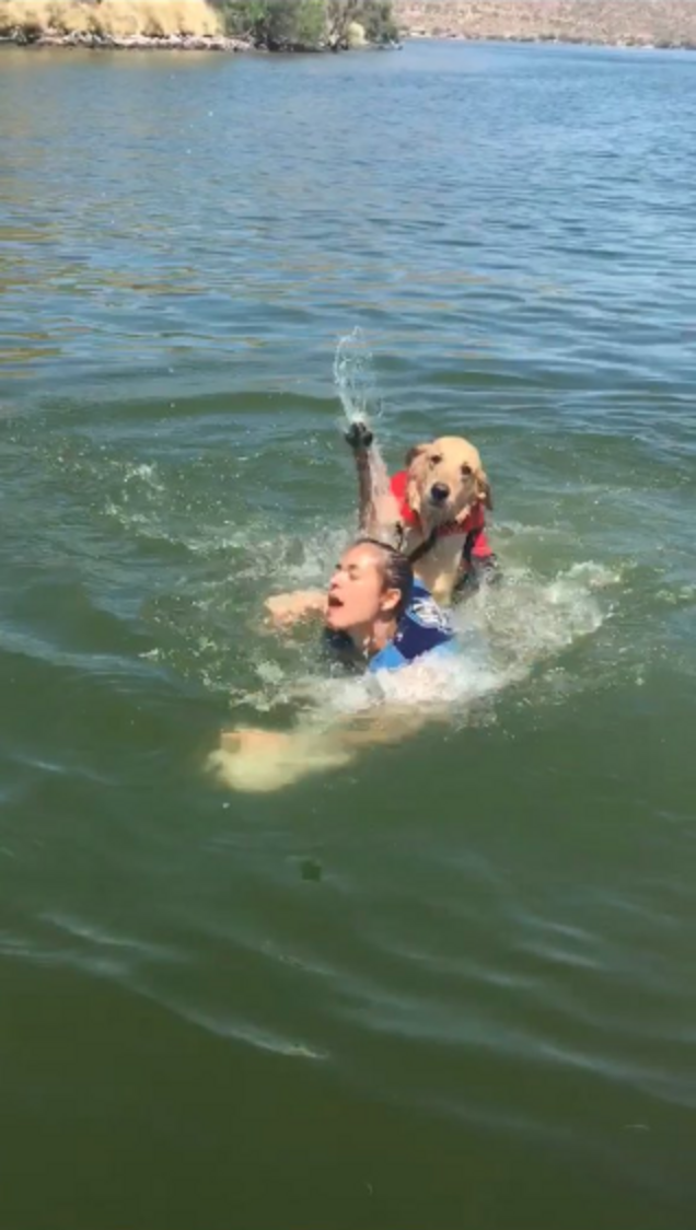 Dog Has Undignified Moment During Family Trip To Lake - The Dodo