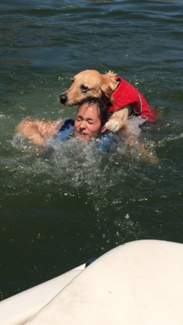 Dog Has Undignified Moment During Family Trip To Lake - The Dodo