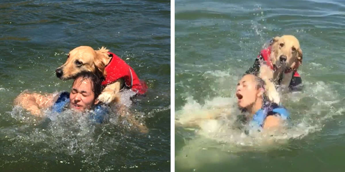 Dog Has Undignified Moment During Family Trip To Lake - The Dodo