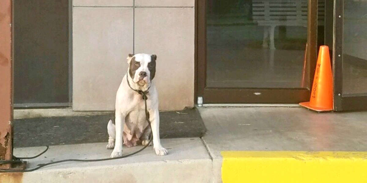 Scared Dog Left Outside Shelter Completely Transforms With Love - The Dodo