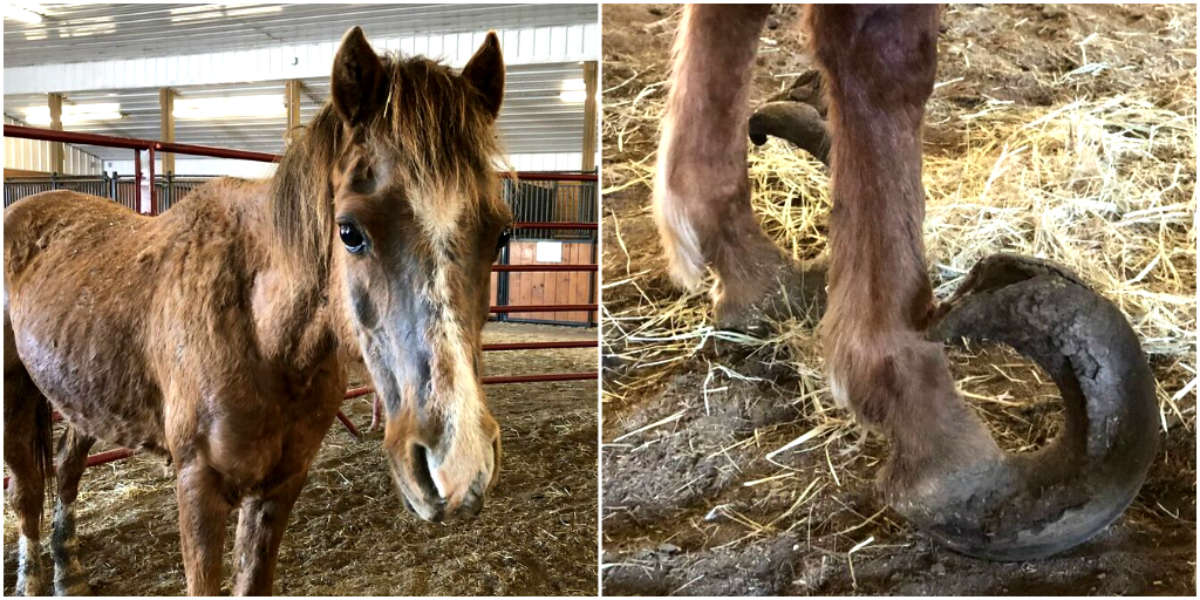 60 Starving Ponies With Overgrown Hooves Discovered At Iowa Farm - The Dodo
