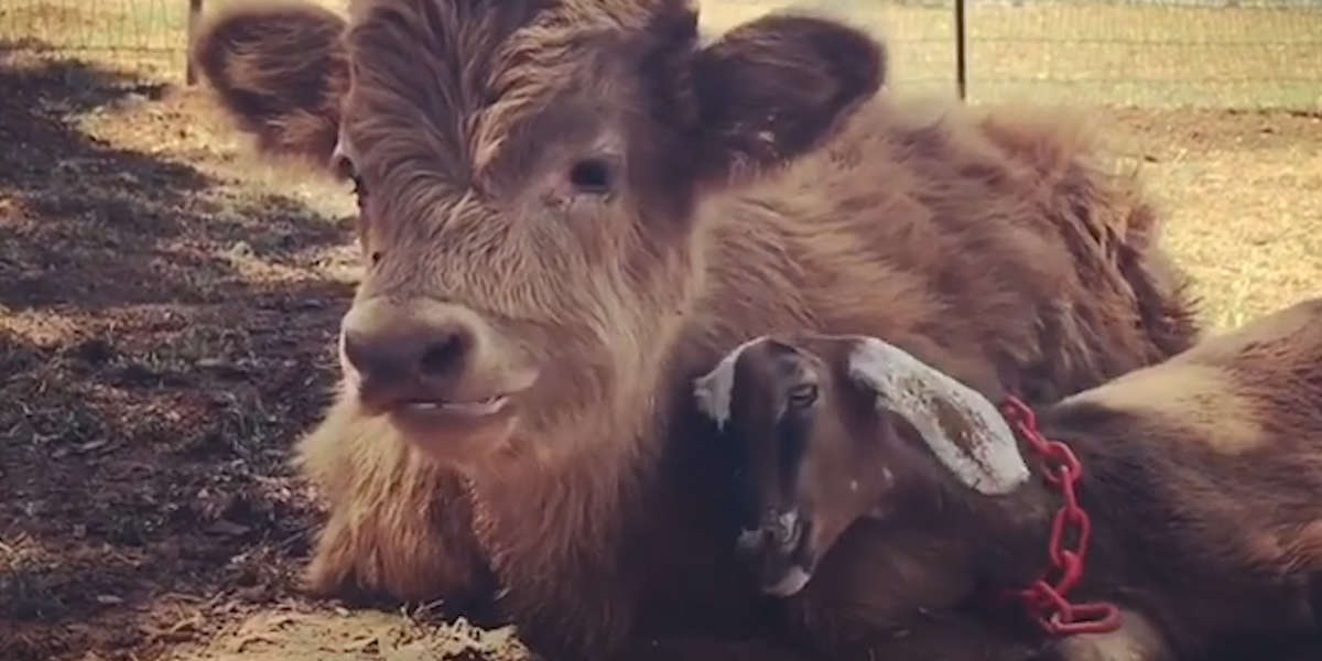 Fuzzy Cow Is Obsessed With This Little Goat - Videos - The Dodo