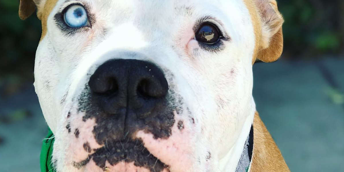 Handsome Pittie Gets A Second Chance - Videos - The Dodo