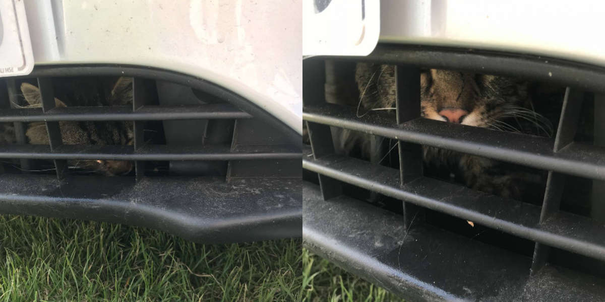 Hitchhiking Cat Travels 80 Miles In Grille Of Family's Car - The Dodo