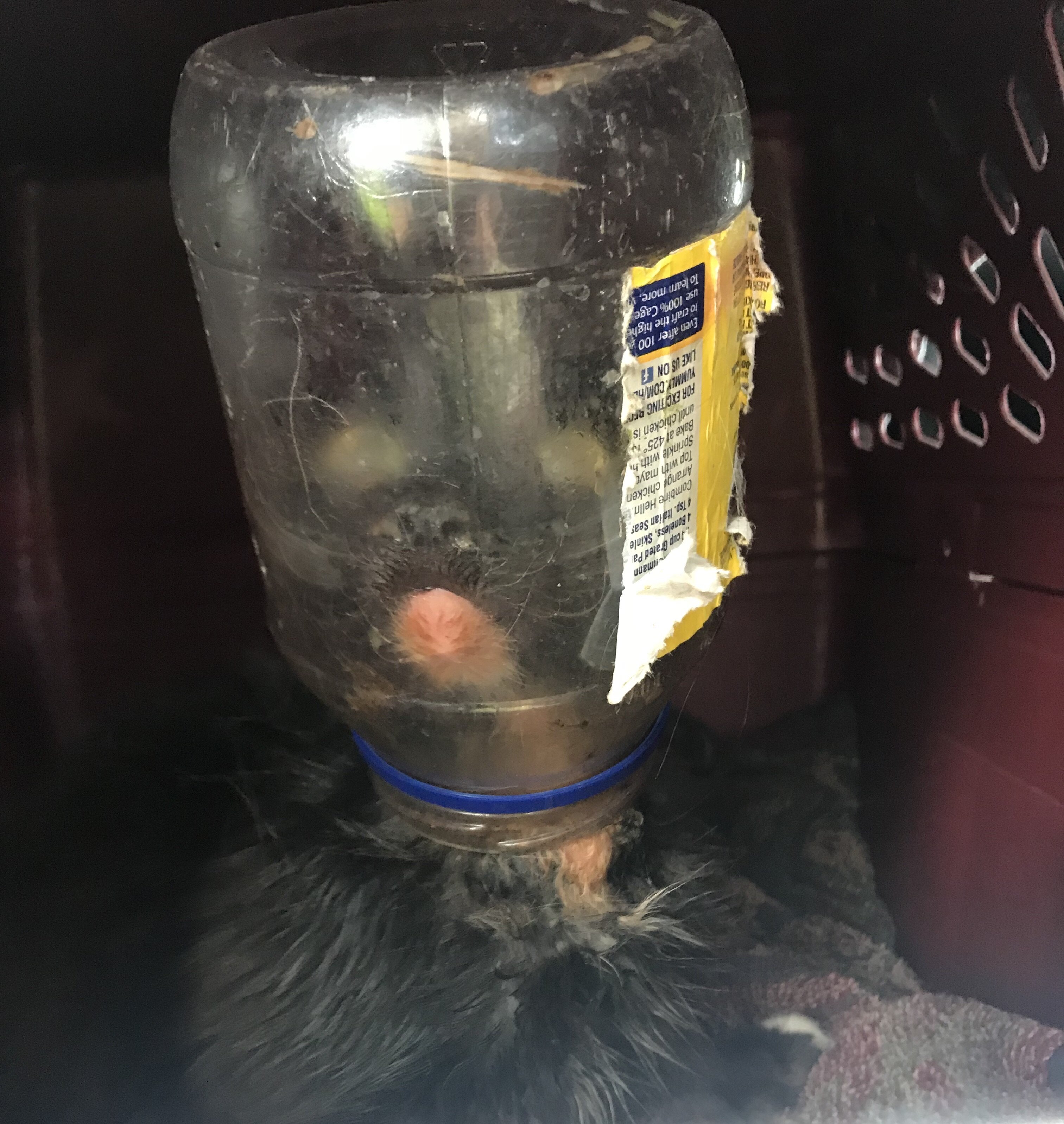 Feral Cat Rescued After Getting Mayo Jar Stuck On His Head - The Dodo