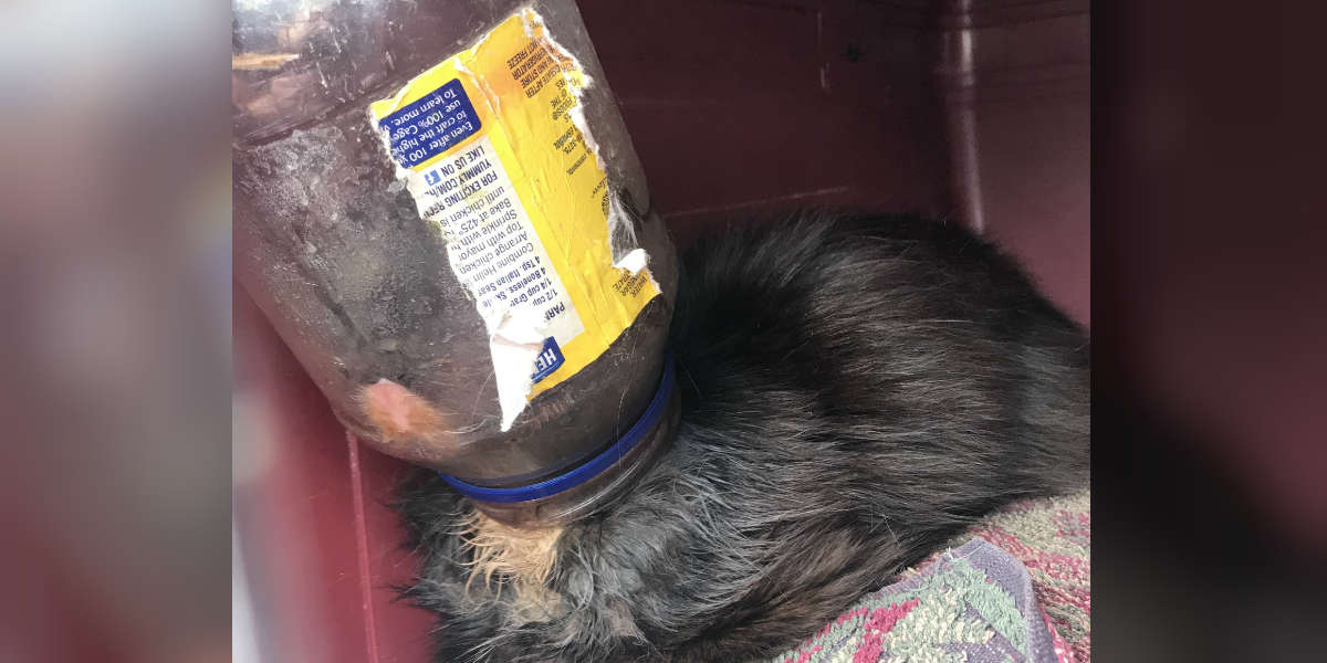 Feral Cat Rescued After Getting Mayo Jar Stuck On His Head - The Dodo