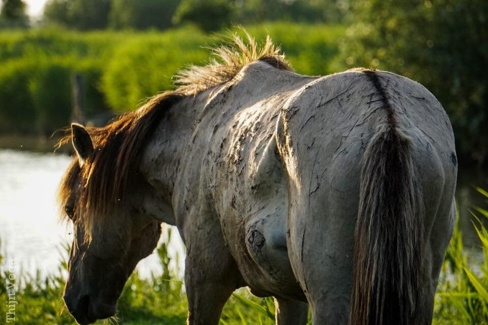 Thousands Of Animals Are Starving At This Dutch Nature Reserve - The Dodo
