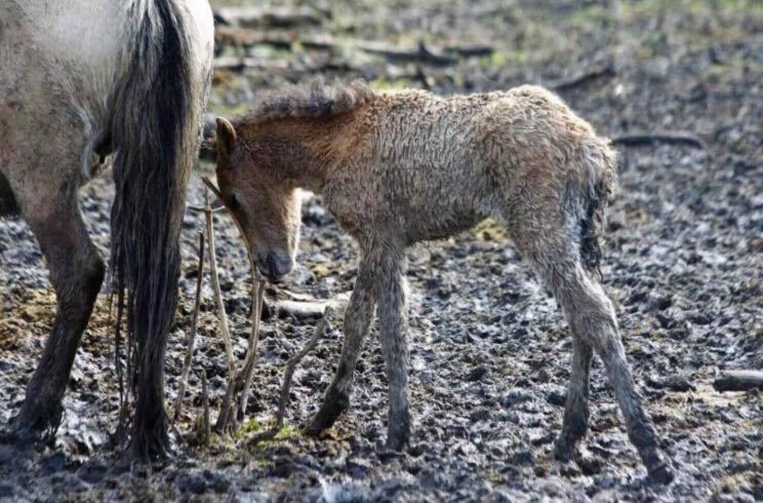 Thousands Of Animals Are Starving At This Dutch Nature Reserve - The Dodo