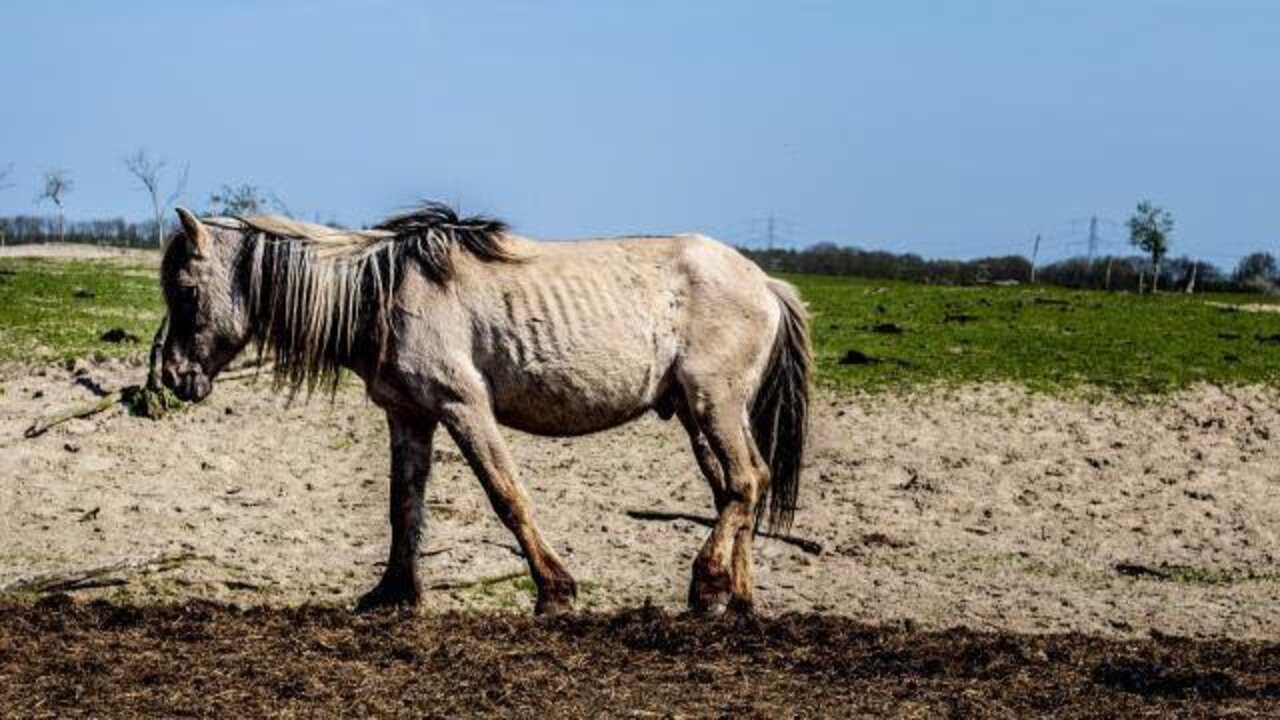 Thousands Of Animals Are Starving At This Dutch Nature Reserve - The Dodo