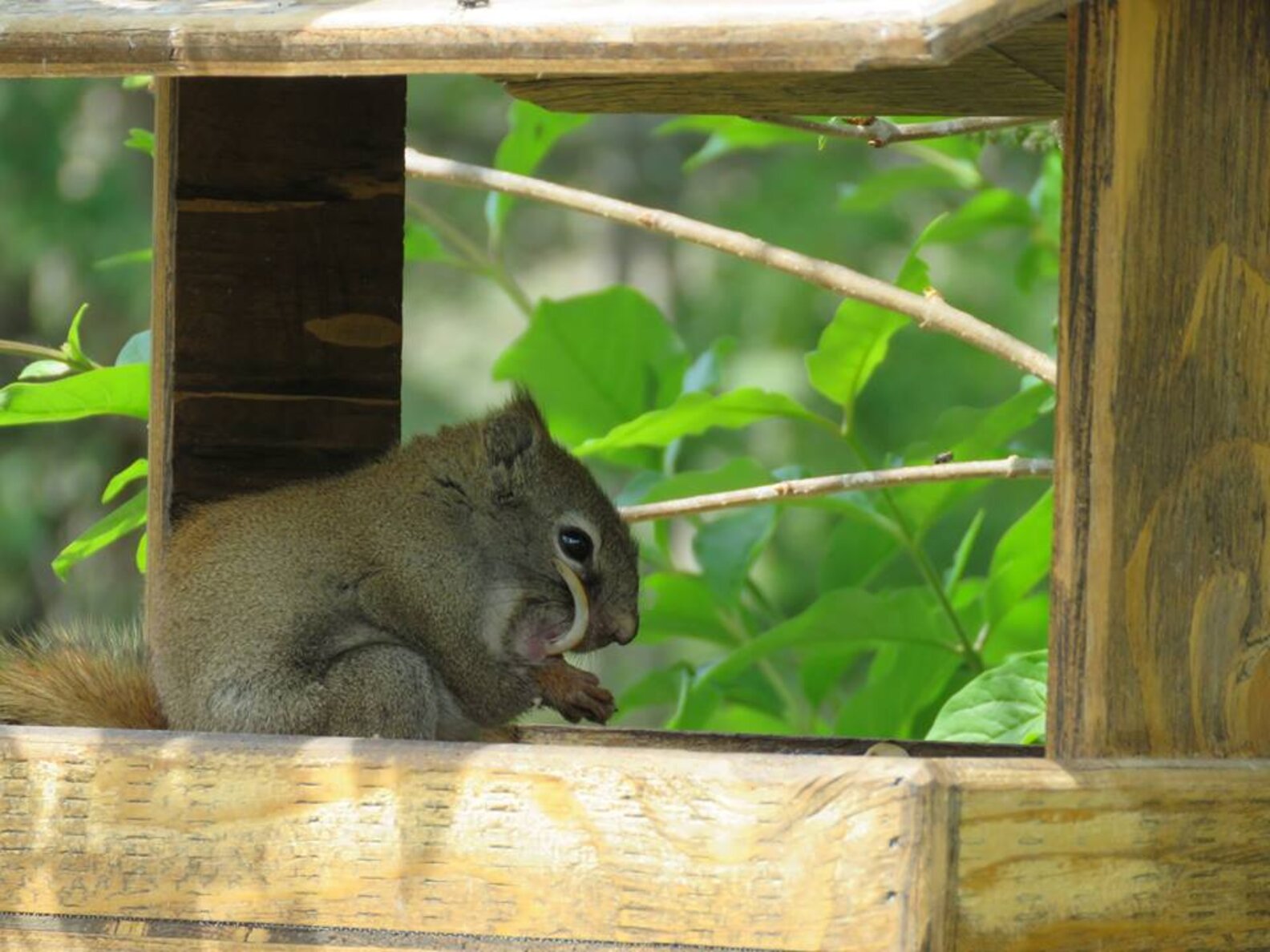 Woman Sees Squirrel With Overgrown Teeth And Knows She Has To Help ...