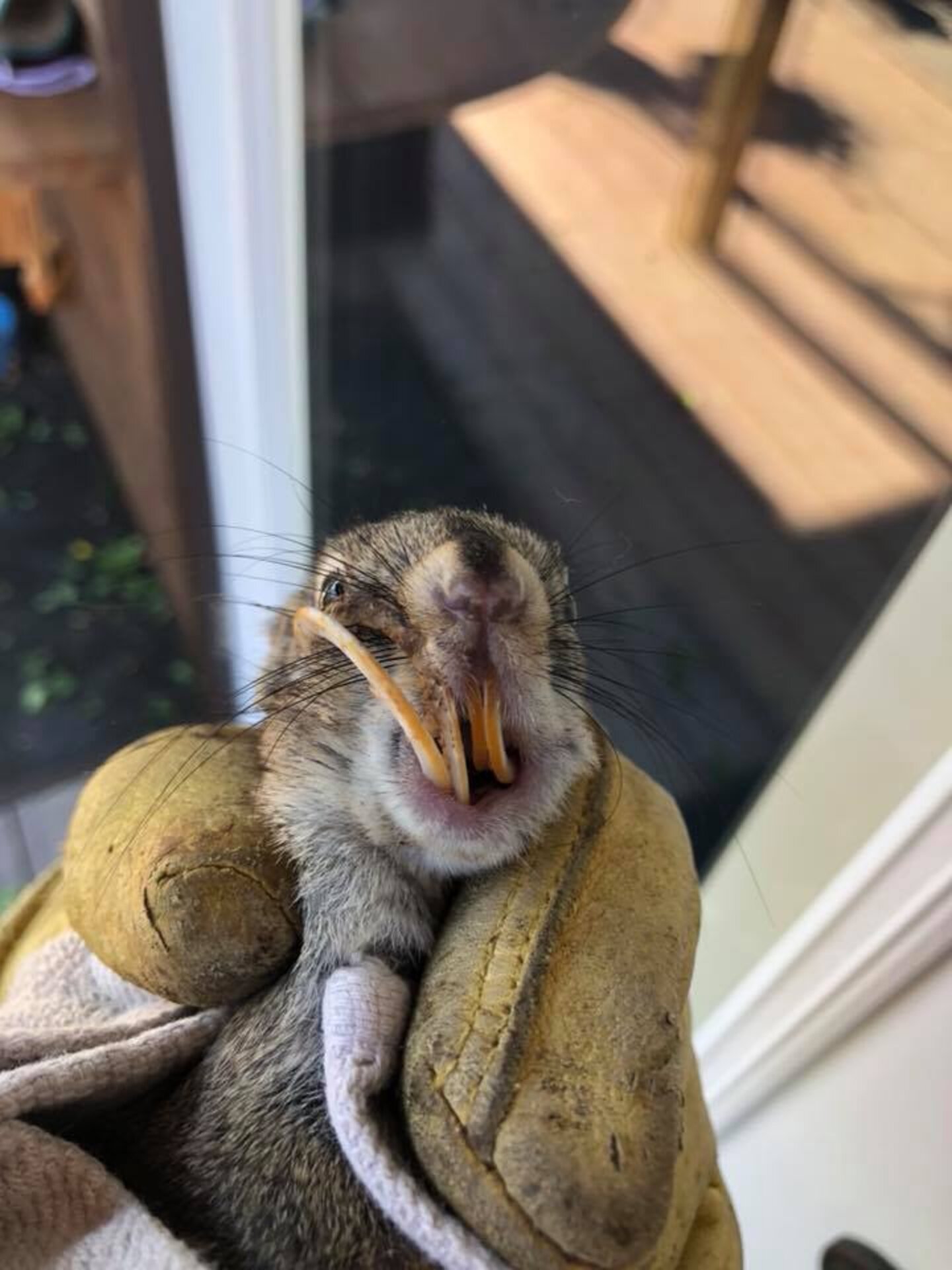 Woman Sees Squirrel With Overgrown Teeth And Knows She Has To Help ...